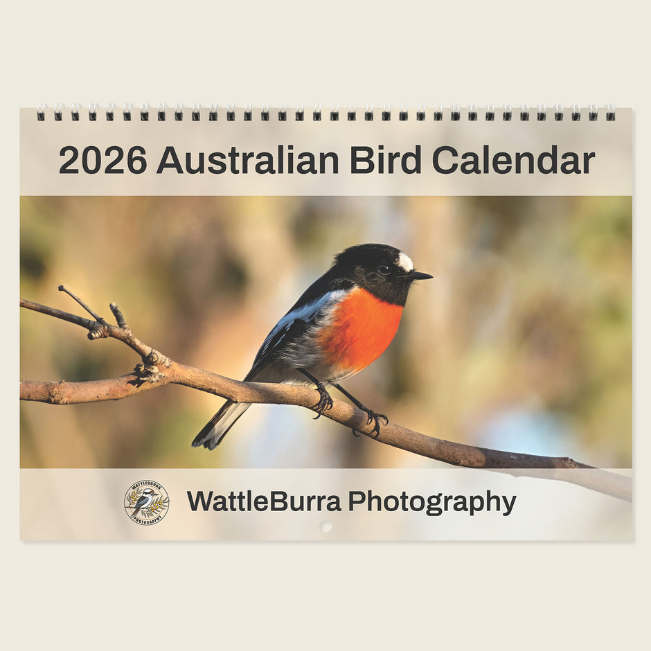 Yellow-Tailed Black-Cockatoo – WattleBurra Photography